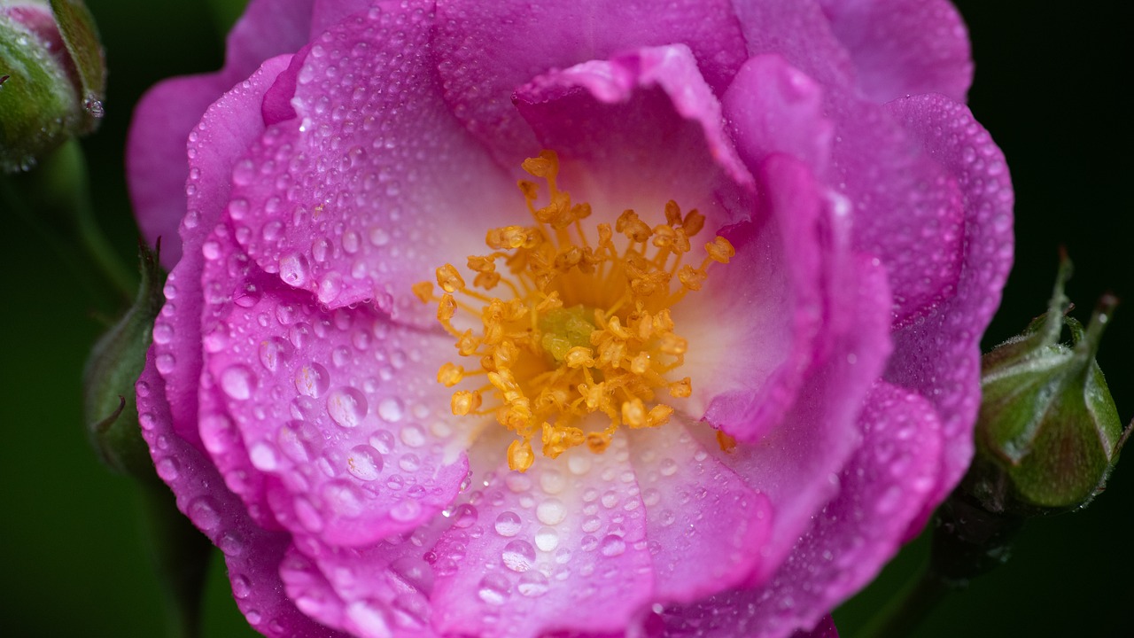 Comment l'eau de rose peut transformer votre routine beauté...
